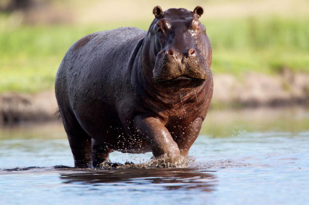 Hayvanların inanılmaz özellikleri: Şaşıracaksınız... - Teknoloji Haberleri