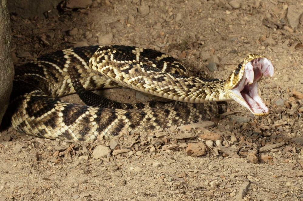 Hayvanların inanılmaz özellikleri: Şaşıracaksınız... - Teknoloji Haberleri