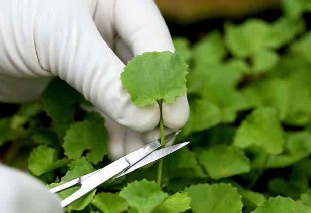 Antik Çağdan Miras: Gotu Kola - Mahmure