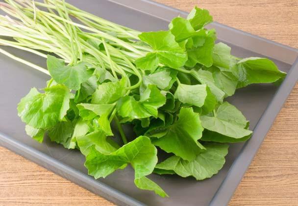 Antik Çağdan Miras: Gotu Kola - Mahmure