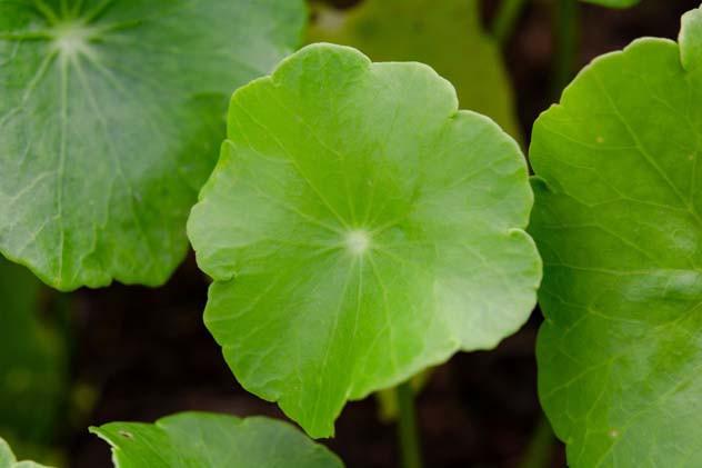 Antik Çağdan Miras: Gotu Kola - Mahmure