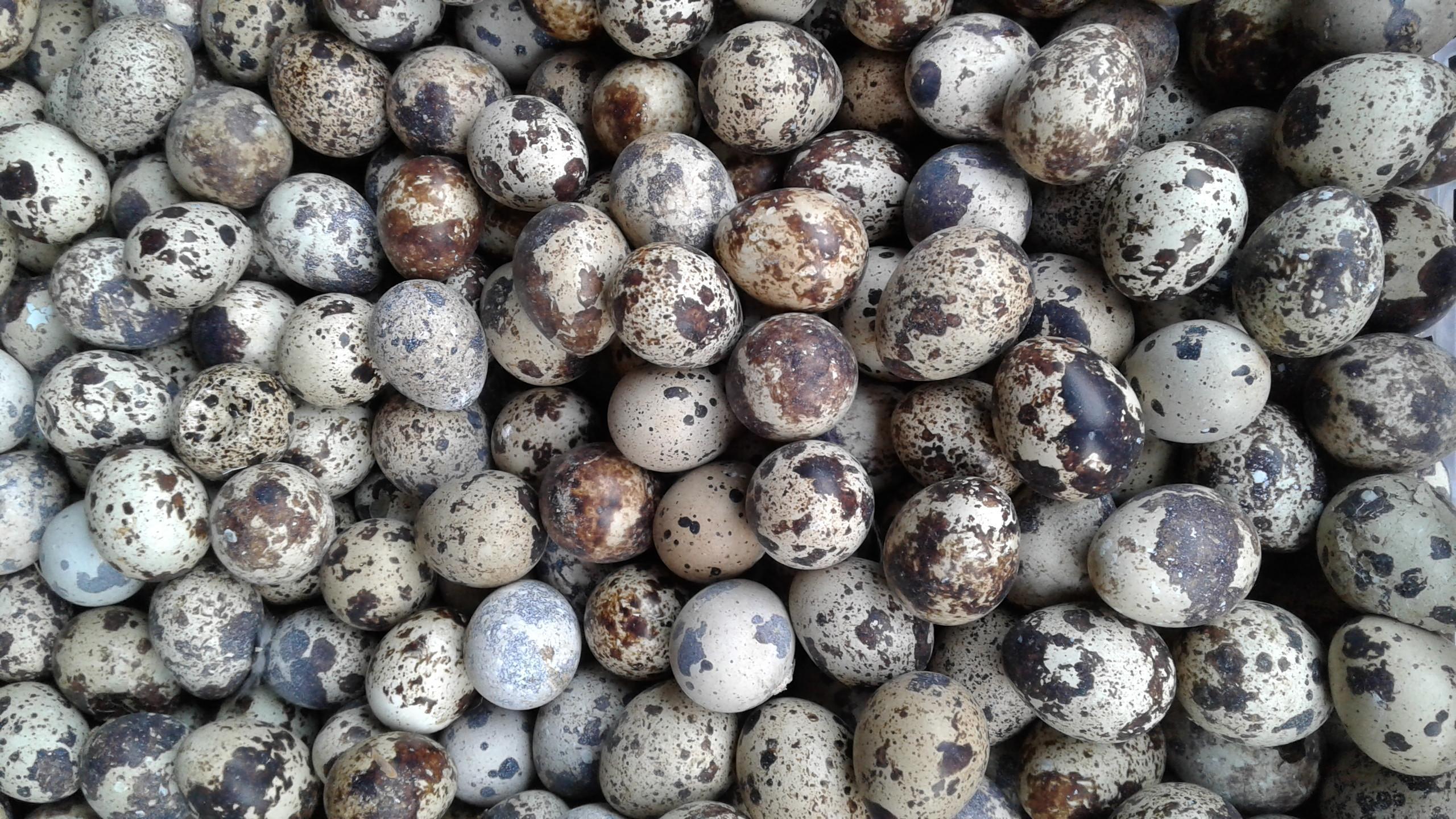 Bıldırcın yumurtasının faydaları nelerdir? - Hürriyet Aile