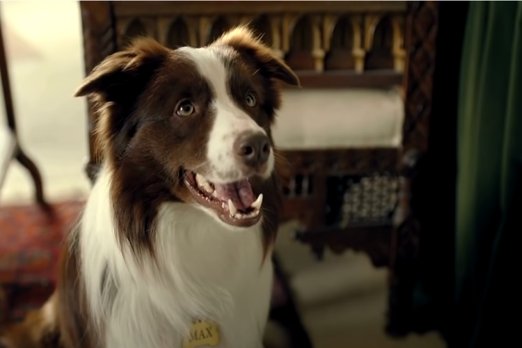 En İyi Ve Güzel Köpek Filmleri - Yeni Ve Eski En Çok İzlenen, Komik ...
