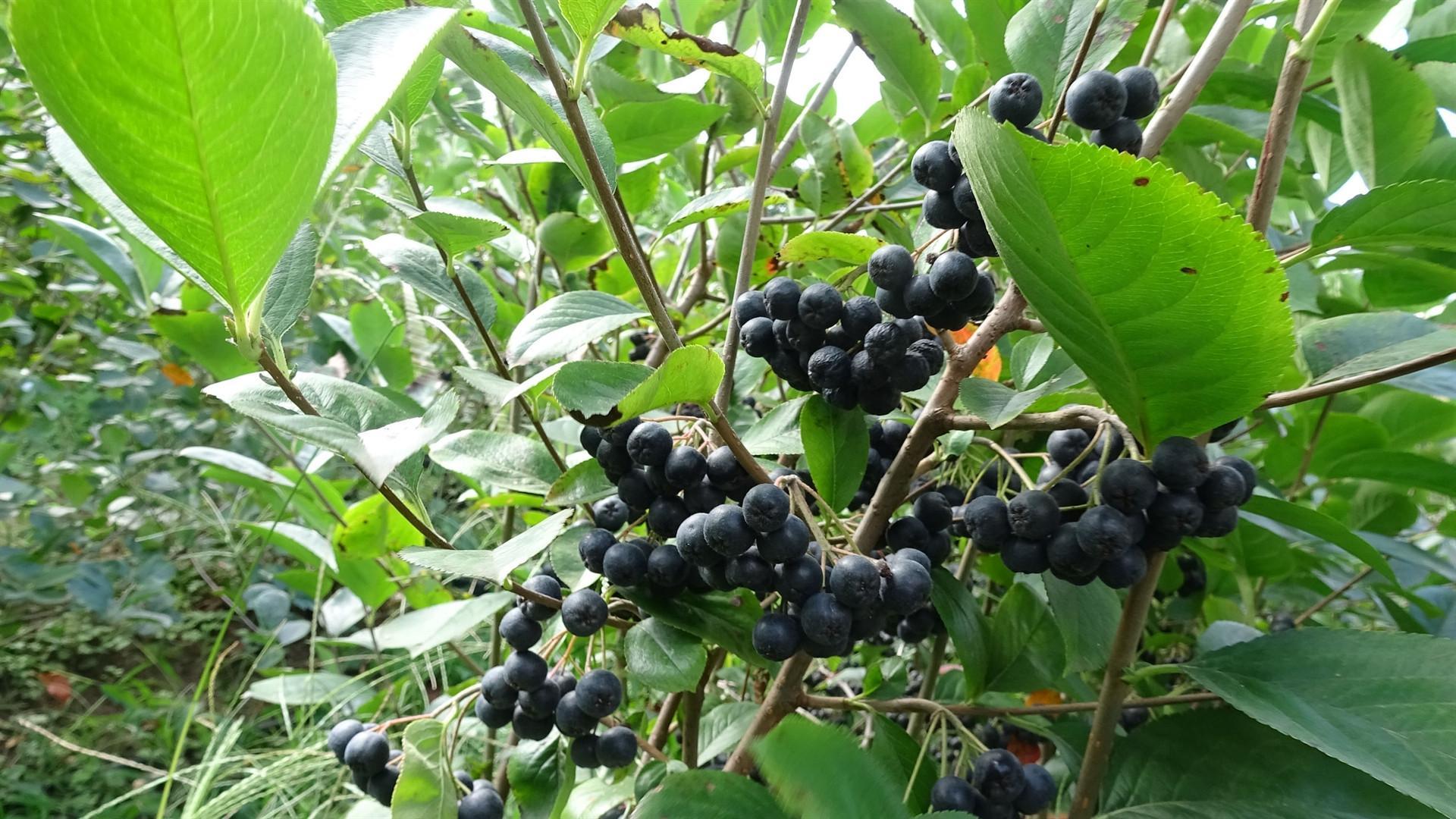 Aronya meyvesinin deneme üretimleri başarıyla tamamlandı - Sondakika ...