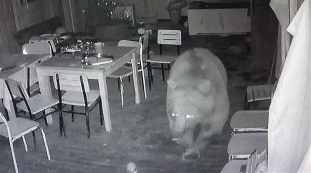 Trabzon'da geçen yıl alabalık tesisine dadanan ayı, bu yıl pencereden ...