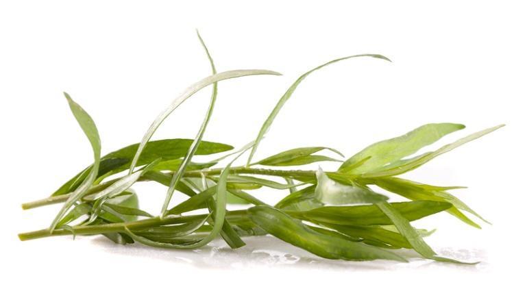 Tarhun Nedir, Nasıl Kullanılır? İşte, Tarhun Otu Faydaları - Mahmure