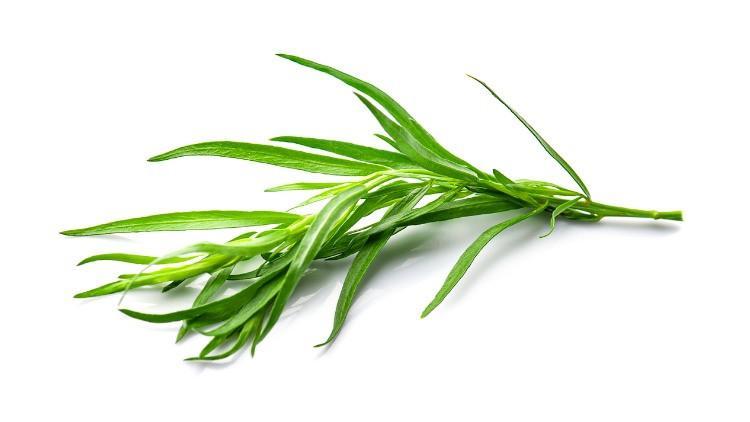 Tarhun Nedir, Nasıl Kullanılır? İşte, Tarhun Otu Faydaları - Mahmure