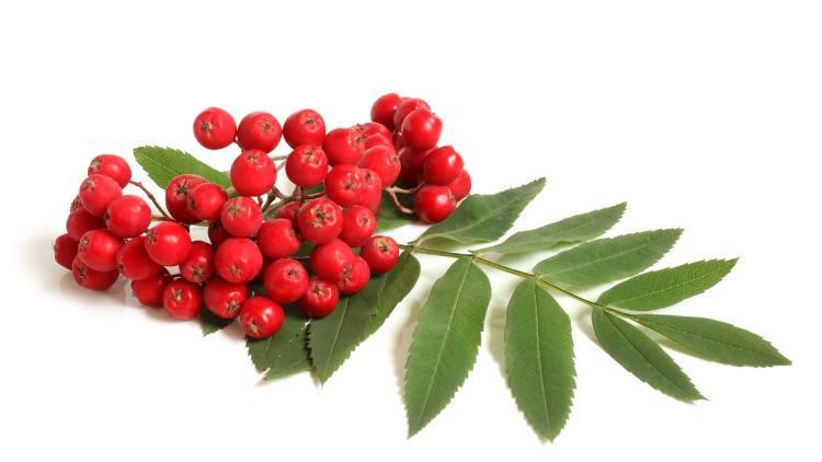 Üvez Meyvesi Nedir, Nerede Yetişir? Üvez Meyvesinin Faydaları ve ...