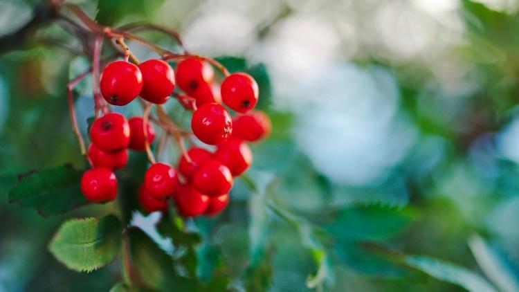 Üvez Meyvesi Nedir, Nerede Yetişir? Üvez Meyvesinin Faydaları ve ...