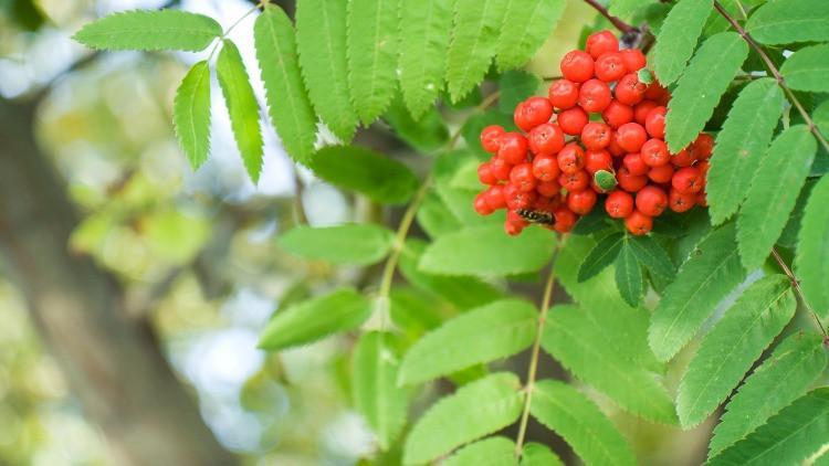 Üvez Meyvesi Nedir, Nerede Yetişir? Üvez Meyvesinin Faydaları ve ...