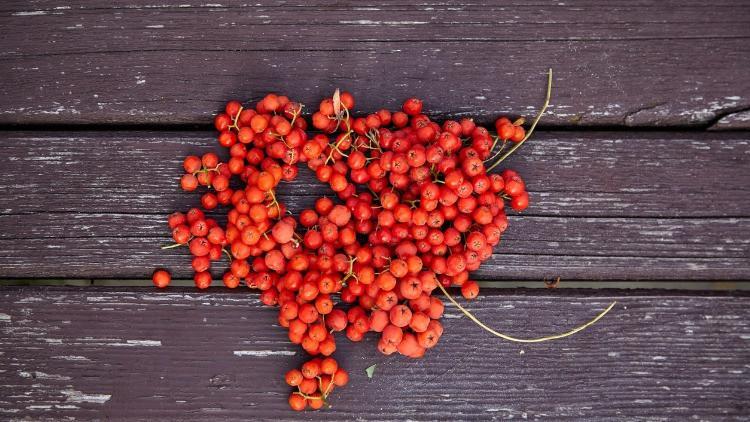 Üvez Meyvesi Nedir, Nerede Yetişir? Üvez Meyvesinin Faydaları ve ...