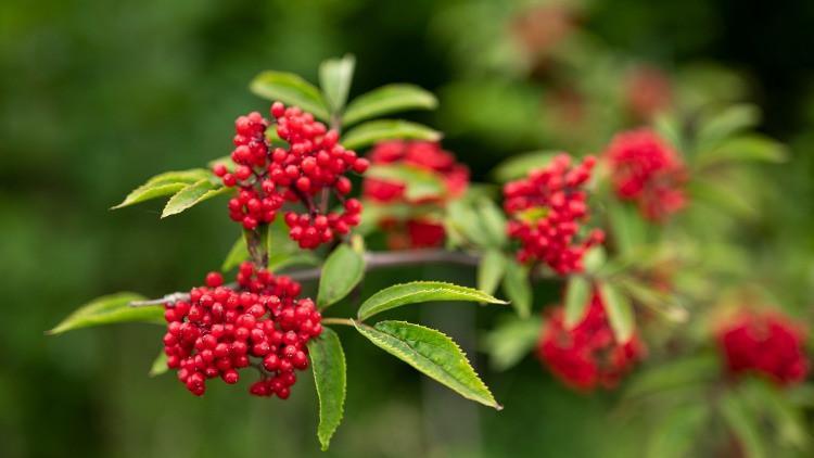 Üvez Meyvesi Nedir, Nerede Yetişir? Üvez Meyvesinin Faydaları ve ...