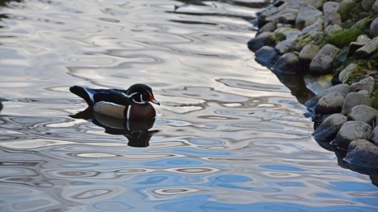 Cemre nedir, ilk ne zaman ve nereye düşer? 2022 cemrelerin düşme ...