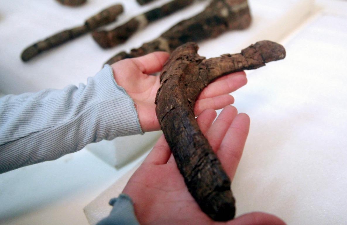 Remains of new species of duck-billed dinosaur found in Chile Remains of new species of duck-billed dinosaur found in Chile