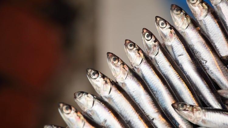 Saksının dibine koyunca bakın ne oluyor! Küsen çiçekleri orman gibi ...