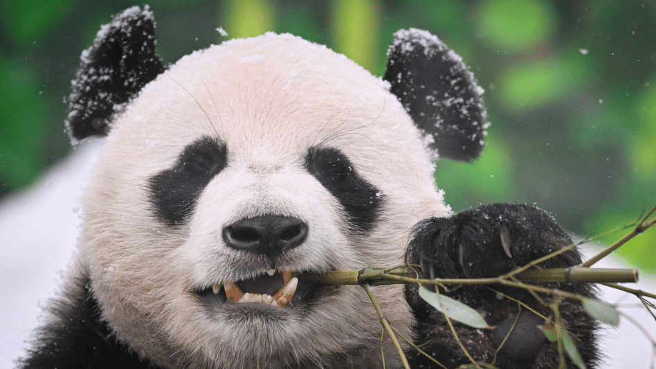 Man banned from park for throwing ‘objects’ at pandas Man banned from park for throwing ‘objects’ at pandas
