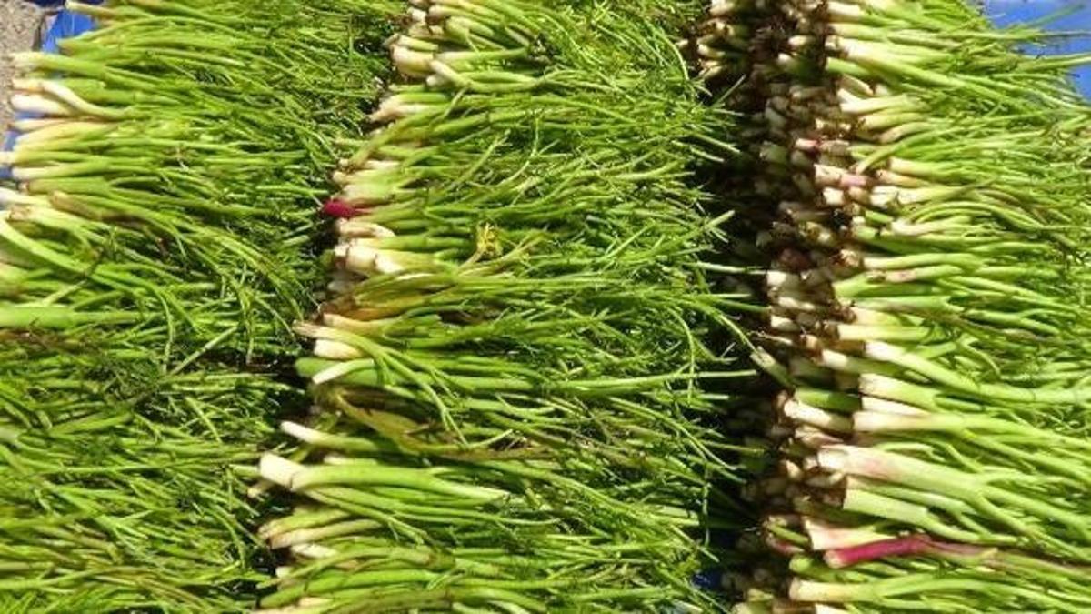 Çaşır nedir? Çaşır turşusu (salamurası) nasıl yapılır? Çaşır turşusu ...