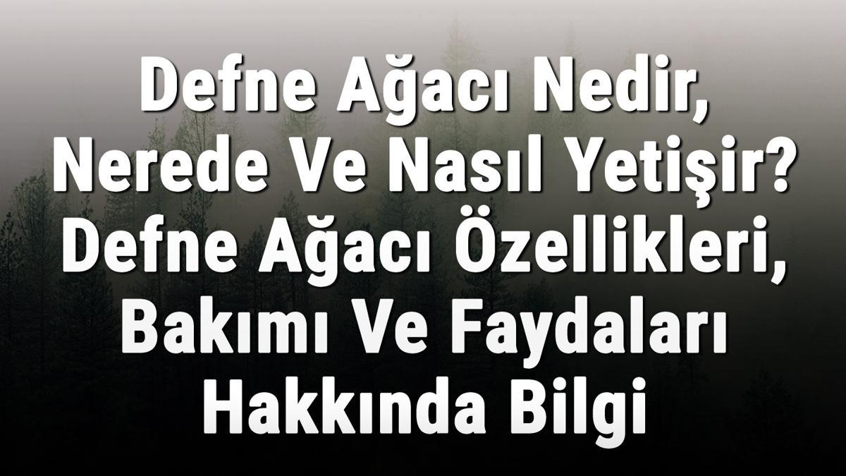 Defne Ağacı Nedir, Nerede Ve Nasıl Yetişir? Defne Ağacı Özellikleri ...