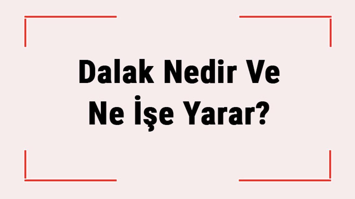 Dalak Nedir Ve Ne İşe Yarar? İnsan Vücudunda Dalak Nerede Bulunur Ve ...