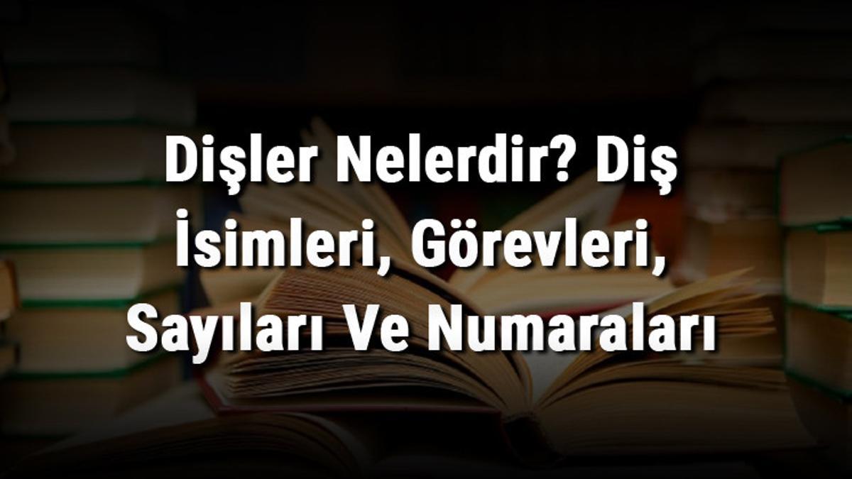 Dişler Nelerdir? Diş İsimleri, Görevleri, Sayıları Ve Numaraları