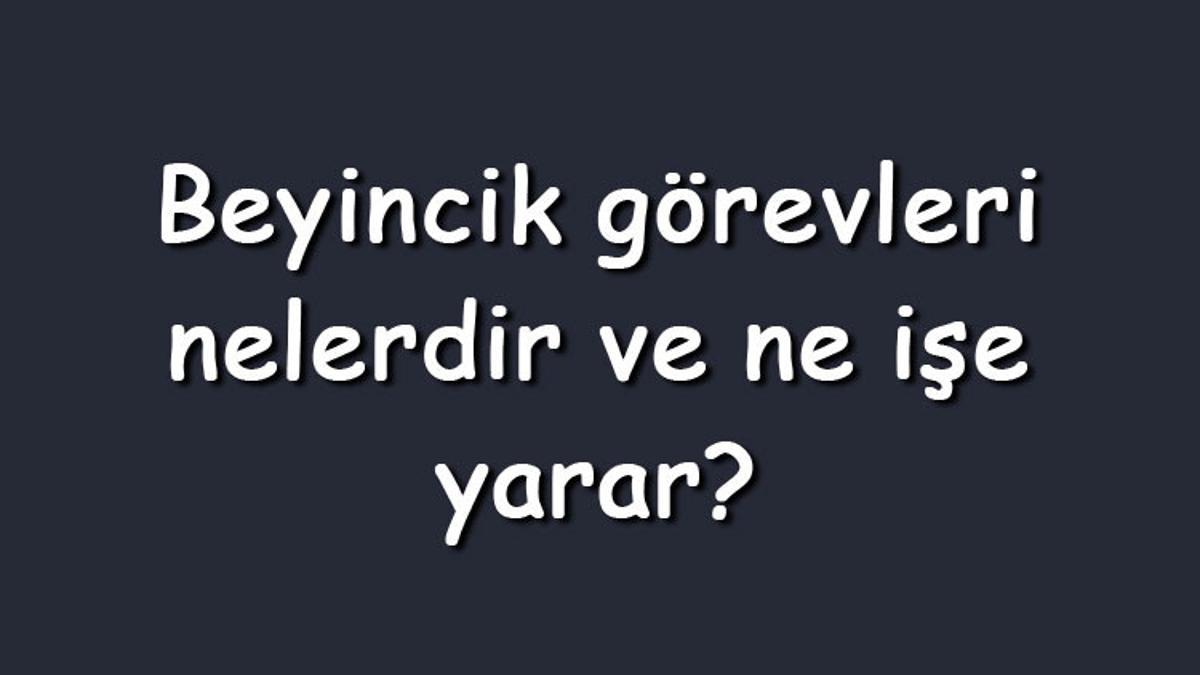 Beyincik görevleri nelerdir ve ne işe yarar? Beyinciğin özellikleri ve ...