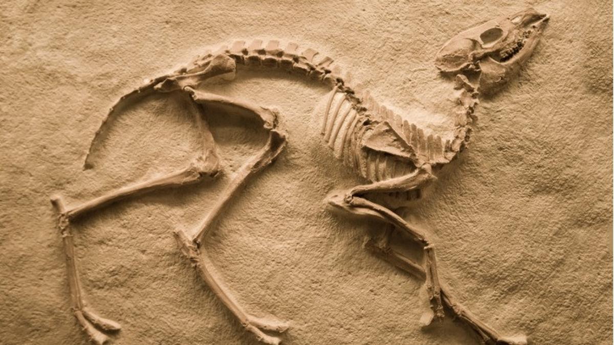 Fosilleri inceleyen bilim dalına ne denir? Fosiller sadece hayvan ...