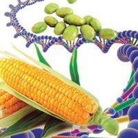 Ten more GMO feed on Turkey’s doorstep - Türkiye News