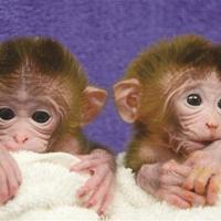 Genetically modified monkeys born