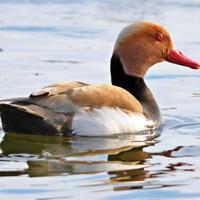 Mogan Lake offers unique beauty to bird watchers
