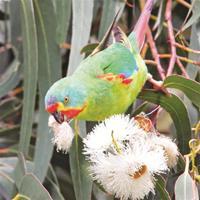Vandals tear birds’ heads off at zoo
