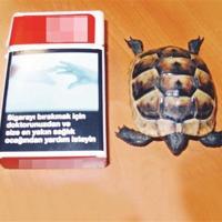 Tortoise in cigarette package