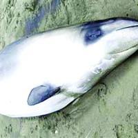 World’s rarest whale found for first time