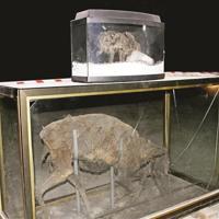 Mummified animals preserved in cave