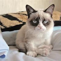 Internet sensation Grumpy stars in film