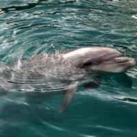 Dolphin in captivity dies from cancer aggravated by stress in Turkey ...