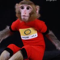 Iran sends second monkey into space - World News
