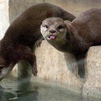 Locals come to the rescue of sea otters halting unlawful hydro plant ...