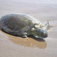 16 sea turtles released back into natural habitat in southern Turkey