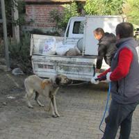 Neighborhood quarantined after rabies detected in northern Turkey ...