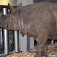 Turkey's first rhino arrives in Kocaeli after seven-hour travel