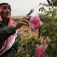 Syria’s famous damask rose withered by war - World News