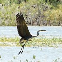 Photographers flock to Nallıhan Bird Paradise