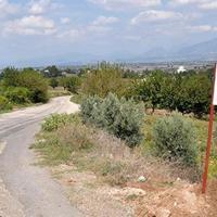 Town quarantined over rabies concerns in Turkey’s south - Türkiye News