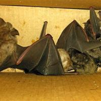 Man fined for illegally selling bats in Turkey's Muğla