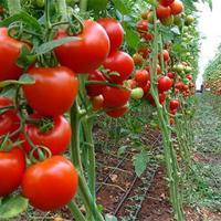 Iraq bans tomato imports from Turkey after Russia - Latest News