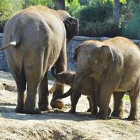 Second elephant born in Turkey allowed to hang out outside for first time