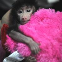 Gaziantep mayor visits abandoned baby baboon named ‘Little Prince’