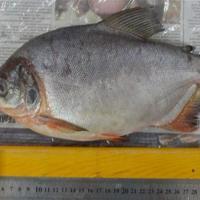Fish caught in Sivas not piranha