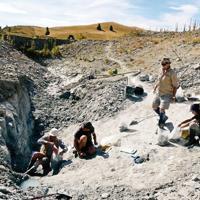 Extinct giant bat fossil found in New Zealand