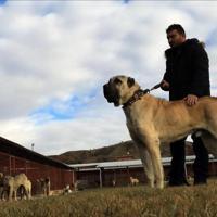 Turkish breeds are the world’s best herd-protecting dogs: Breeder ...